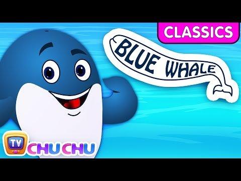 Blue Whale Nursery Rhyme Song And Lyrics - 2025
